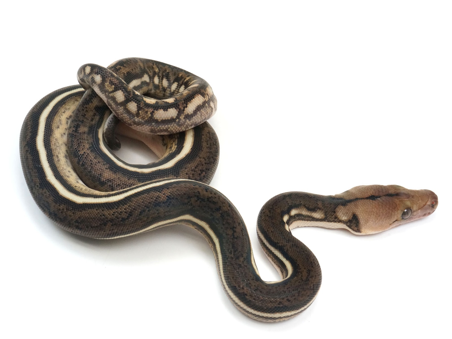 Tiger Anthrax Reticulated Python by New England Reptile Distributors ...