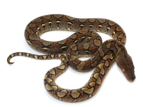 Normal Reticulated Python by NERD