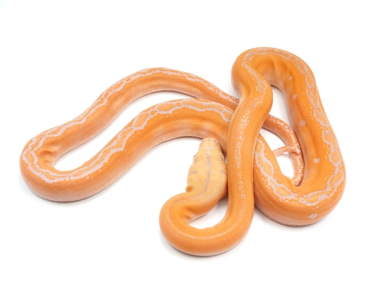Albino Golden Child Reticulated Python by New England Reptile Distributors