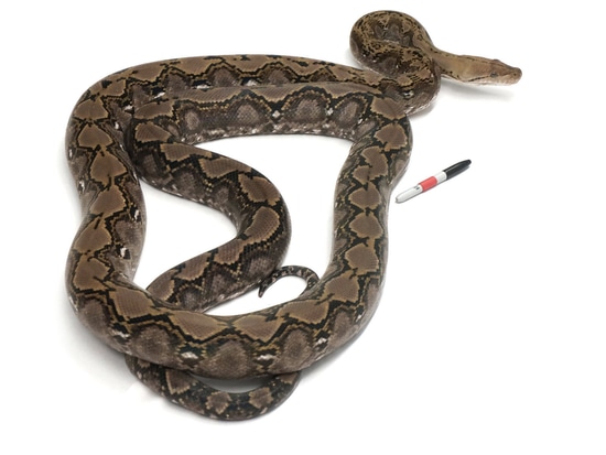 Anerythristic 100% Het. Snow Jampea (75+%) Reticulated Python by NERD