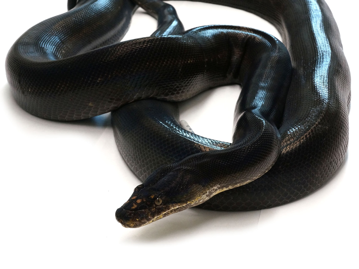 Black Golden Child Granite Back Phantom Reticulated Python by New ...