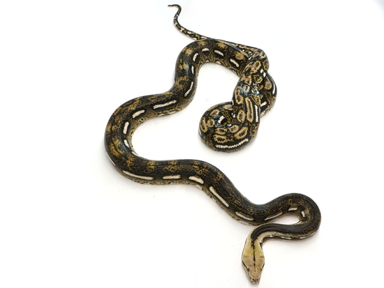 Tiger Granite Back Reticulated Python by NERD
