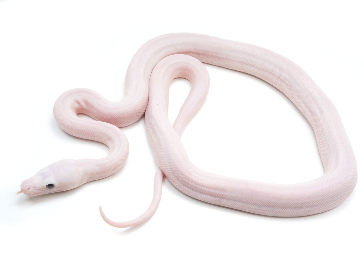 Super Phantom Tiger Possible Platinum Reticulated Python by New England ...