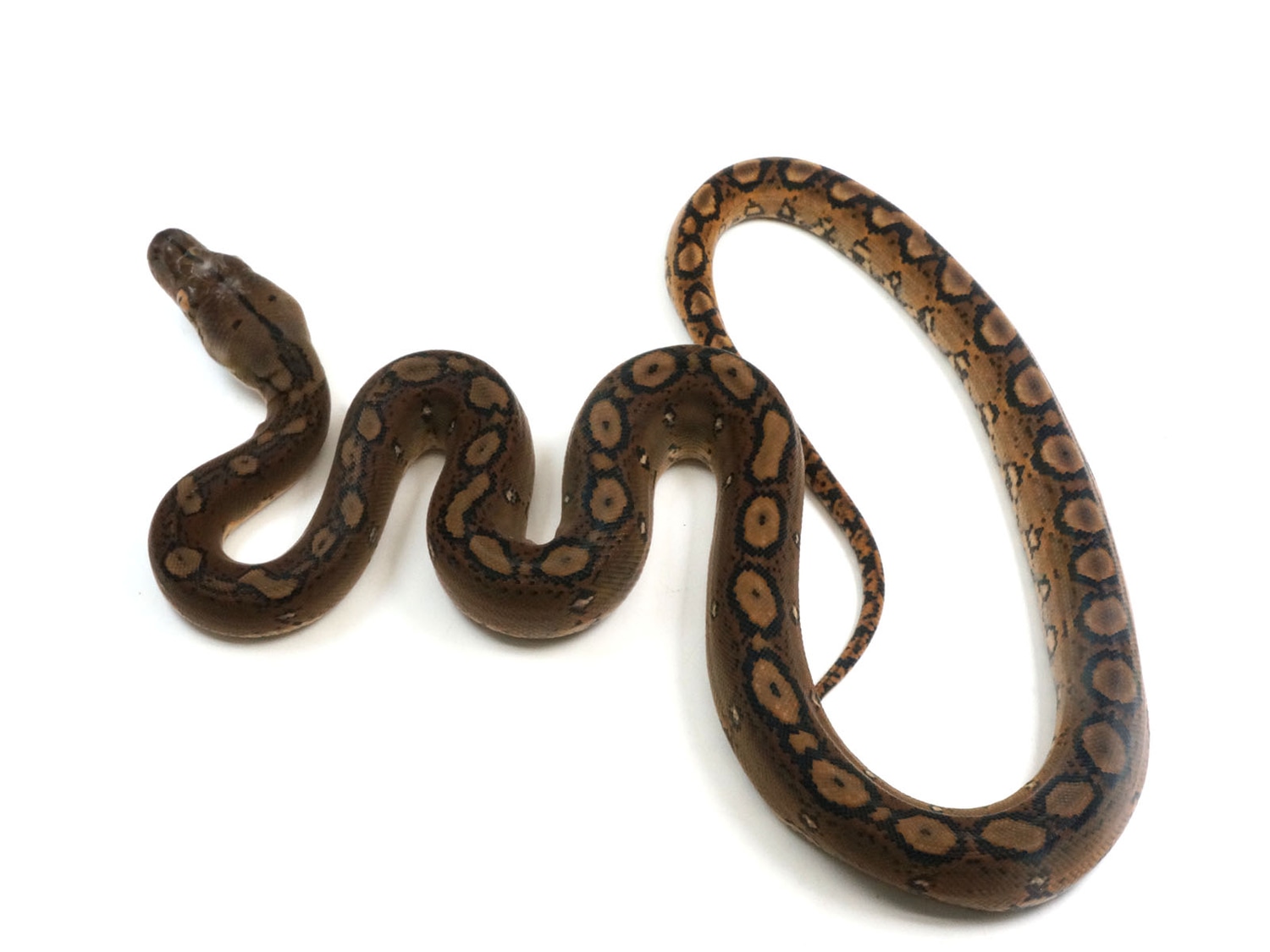 Motley From Orange Glow Reticulated Python by New England Reptile ...