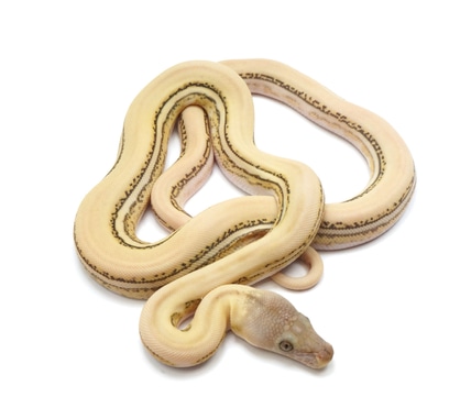 Super Phantom Tiger Possible Platinum Reticulated Python by New England ...