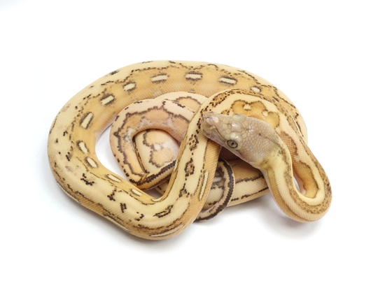 Platinum Sunfire Tiger Marble Reticulated Python by New England Reptile ...