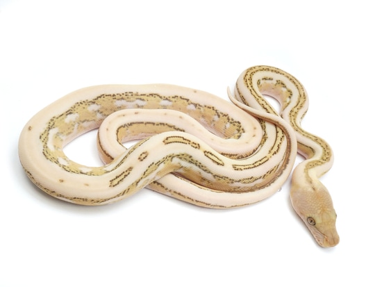 Platinum Phantom Sunfire Tiger Marble Reticulated Python by NERD