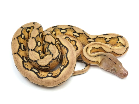 Tiger Platinum Phantom Sunfire Reticulated Python by NERD
