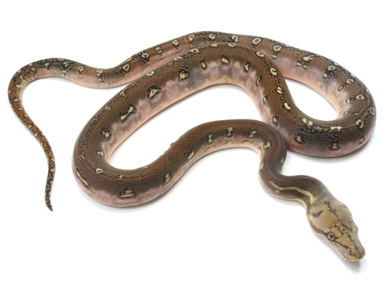 Phantom Granite Back - *Nice Paradox* Reticulated Python by NERD