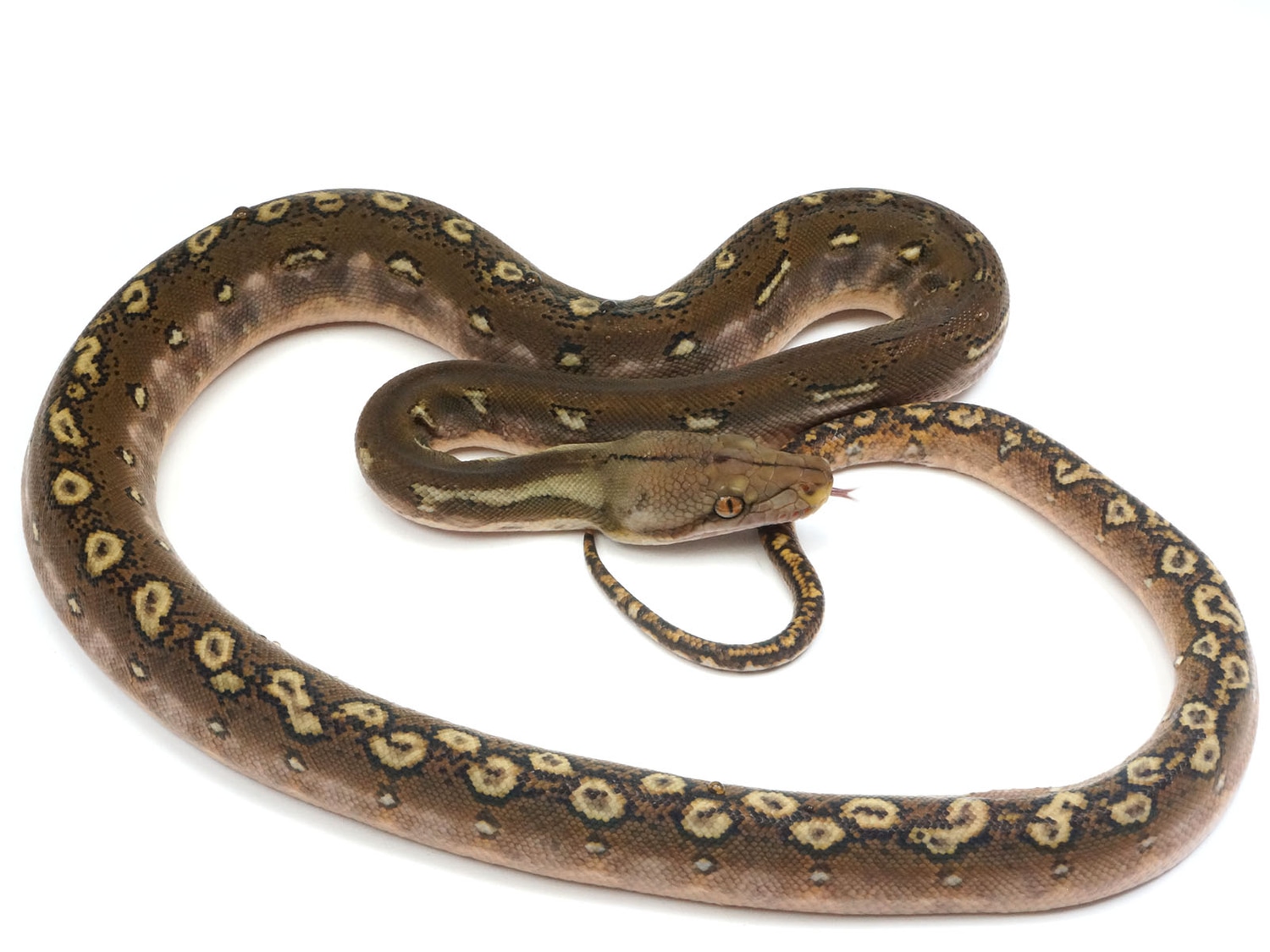 Phantom Granite Back Reticulated Python by New England Reptile ...