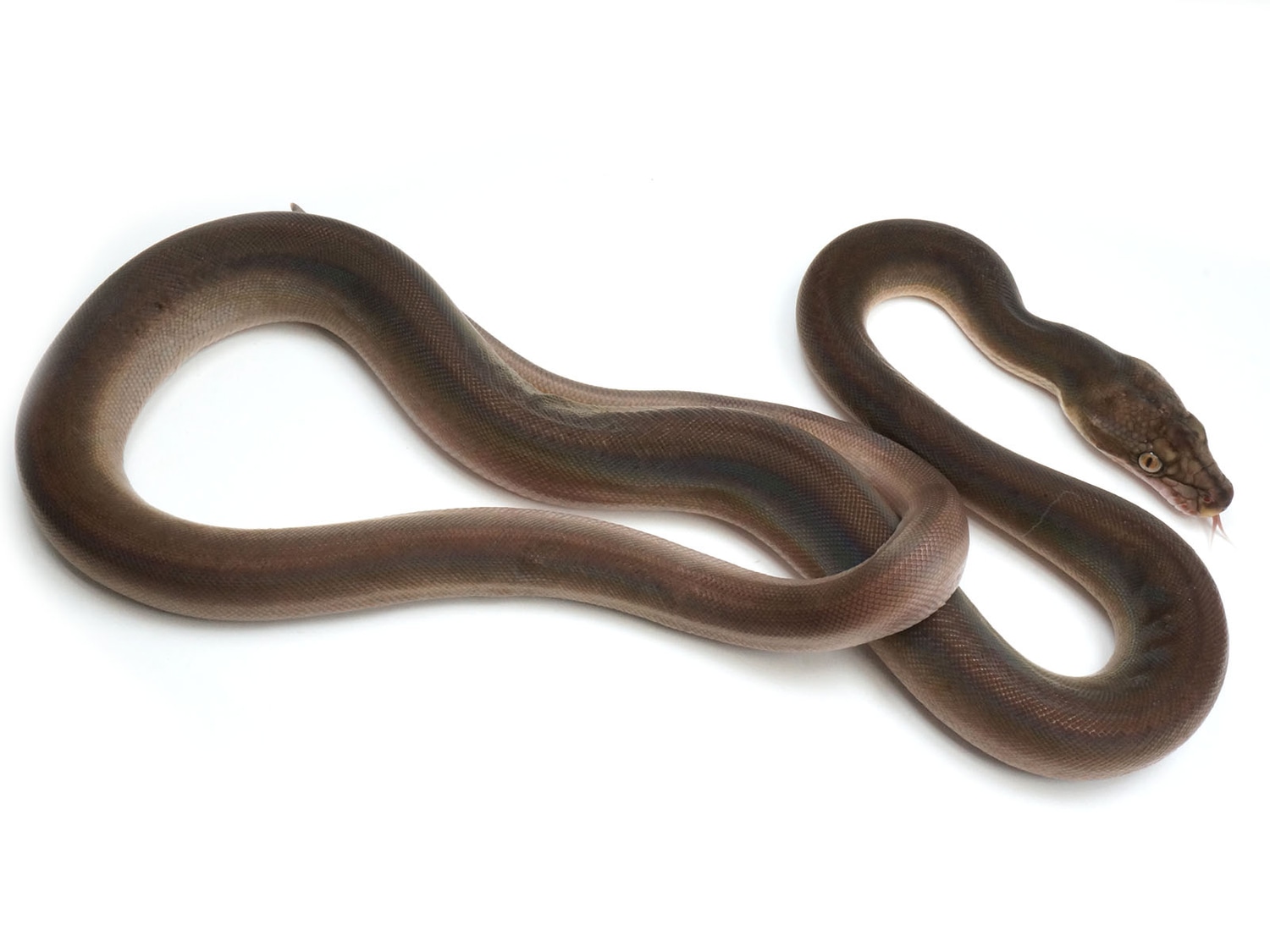 Golden Child Phantom Reticulated Python by New England Reptile ...