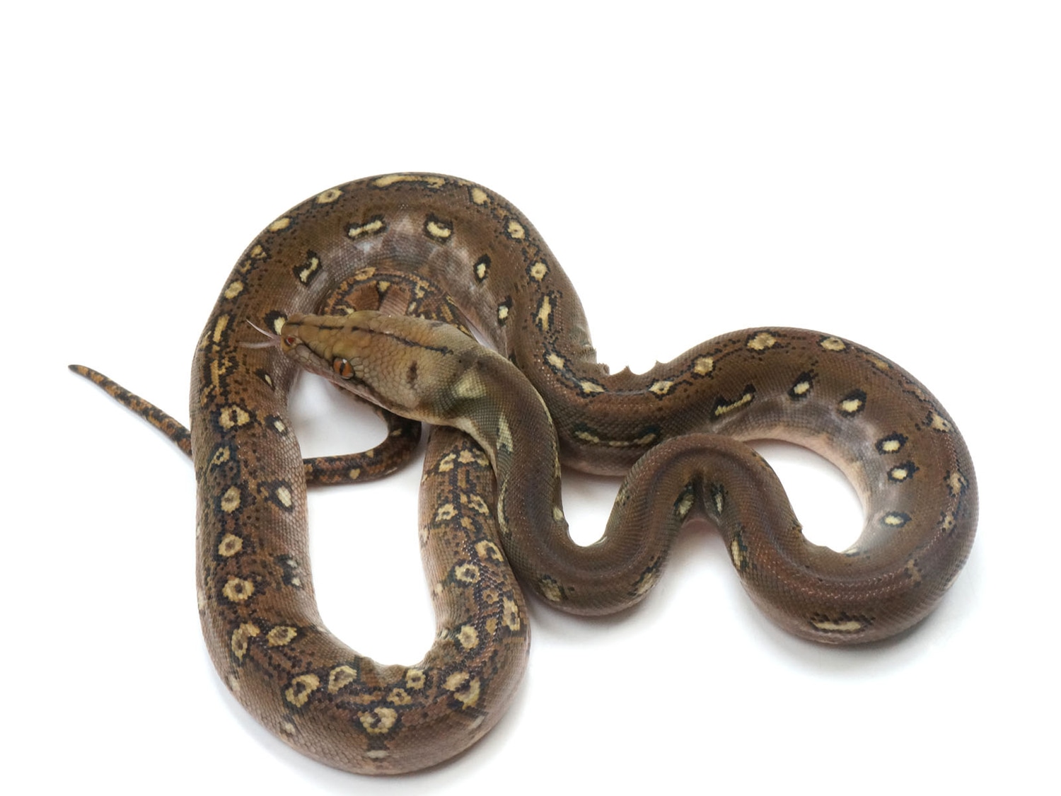 Phantom Granite Back Reticulated Python by New England Reptile ...