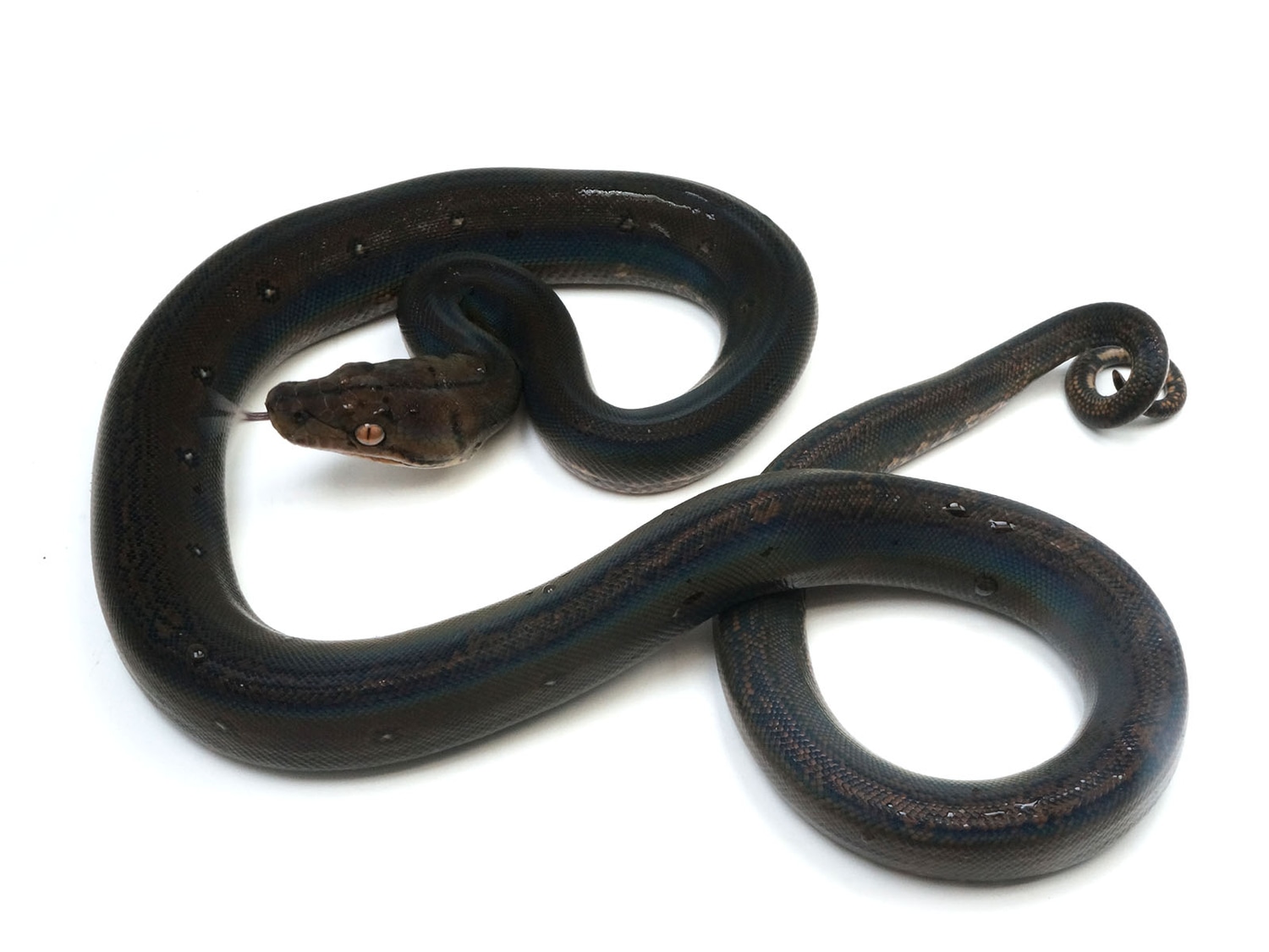 Golden Child Granite Back Reticulated Python by New England Reptile ...