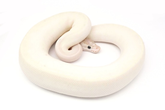 Gypsy Yellowbelly Ball Python by New England Reptile Distributors