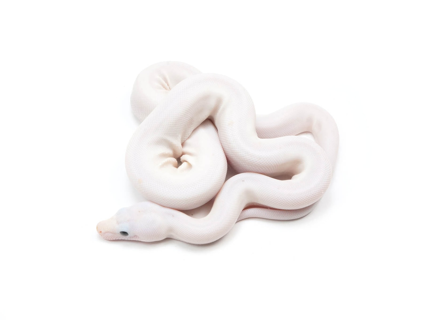 Super Fire Boa Boa Constrictor by New England Reptile Distributors ...