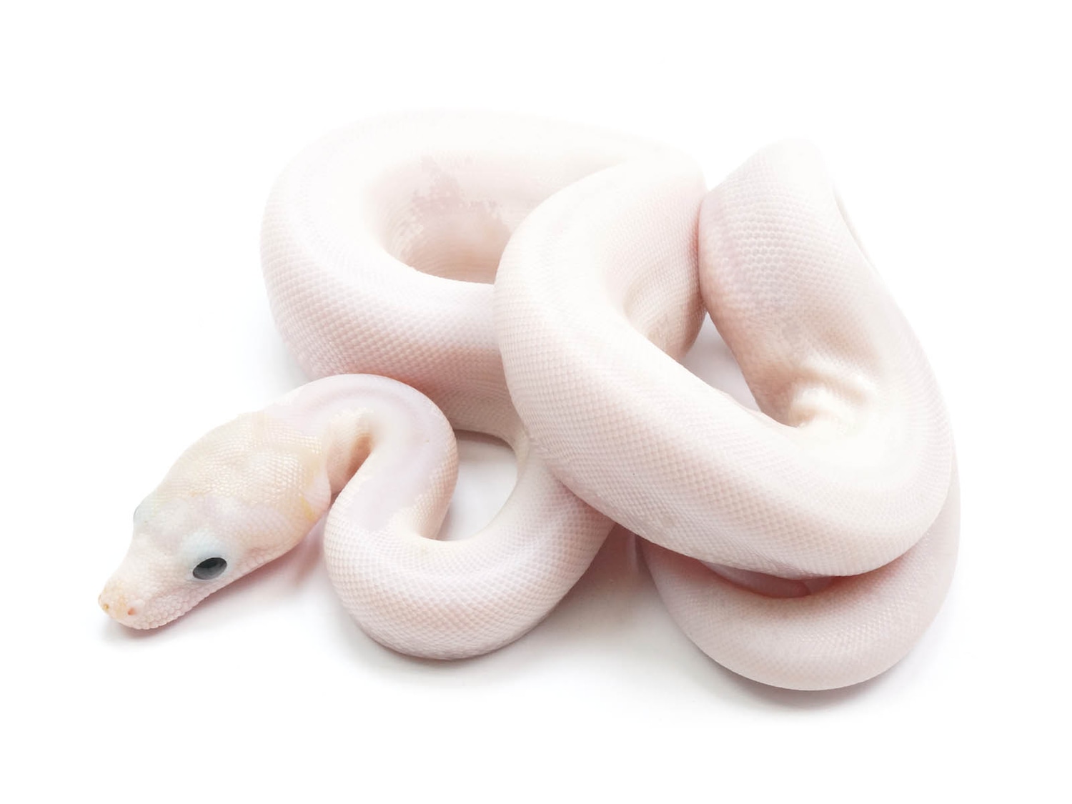 Super Fire Boa Constrictor by New England Reptile Distributors ...