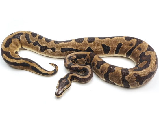 Leopard Microscale Ball Python by NERD