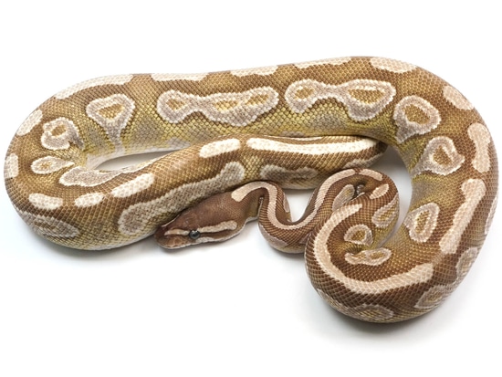 Mojave Yellowbelly Enchi Odium + Ball Python by New England Reptile Distributors