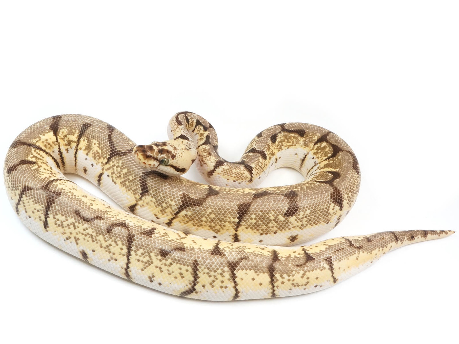 Bumble Bee Possible Het. Desert Ghost Possible Het Ghost Malum Ball ...