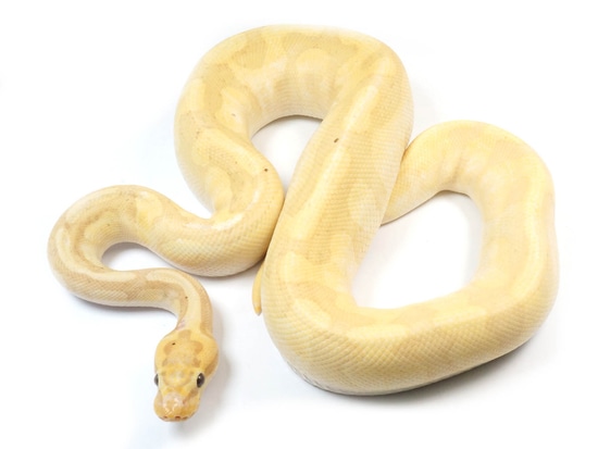 Coral Glow Enchi Lucifer Yellowbelly Fader Ball Python by NERD