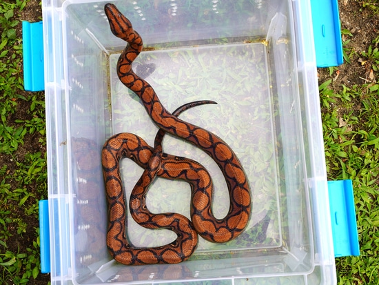 Long Term Captive Brazilian Rainbow Boa by NERD