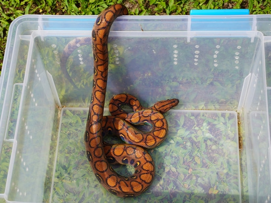 Long Term Captive Brazilian Rainbow Boa by NERD