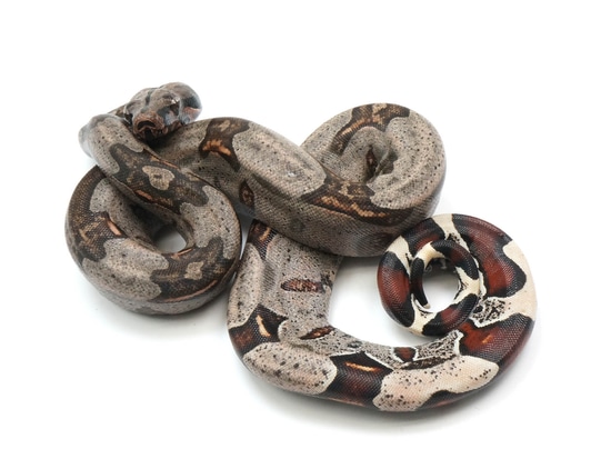 CB Suriname Red Tail Boa Constrictor by NERD