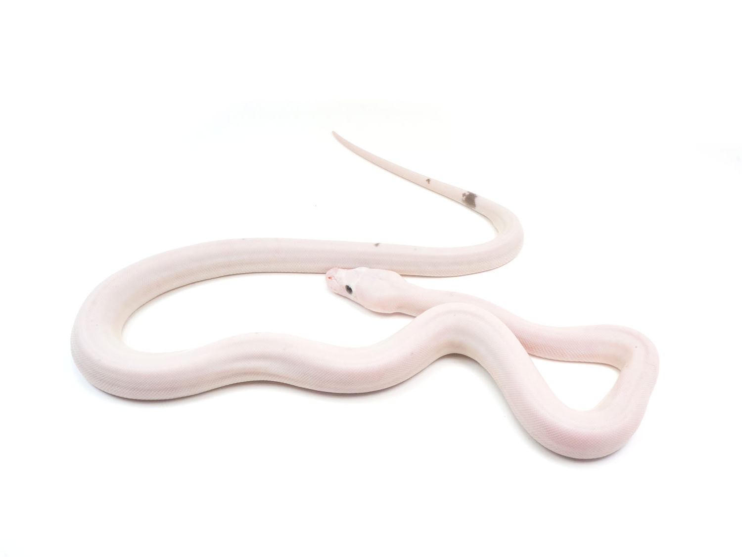 Super Phantom Possible Granite Back Possible Golden Child Paradox ...