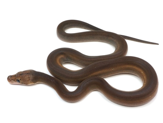 Golden Child Phantom Possible Granite Back Reticulated Python by New ...