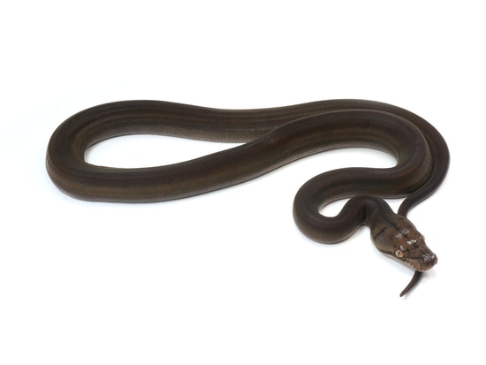 Golden Child Phantom Possible Granite Back Reticulated Python by NERD