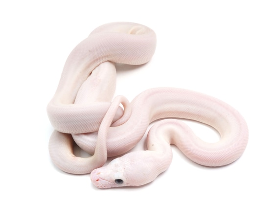 Super Phantom Possible Granite Back Possible Golden Child Reticulated Python by NERD