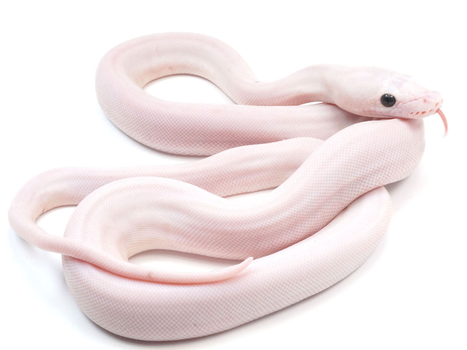 Super Phantom Possible Golden Child Possible Granite Back Reticulated ...