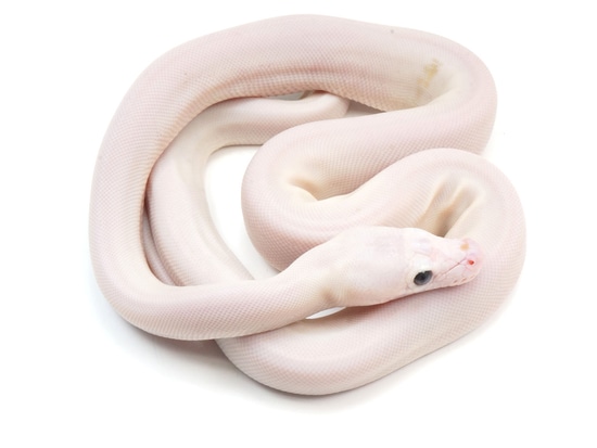 Golden Child Cow Reticulated Python by NERD