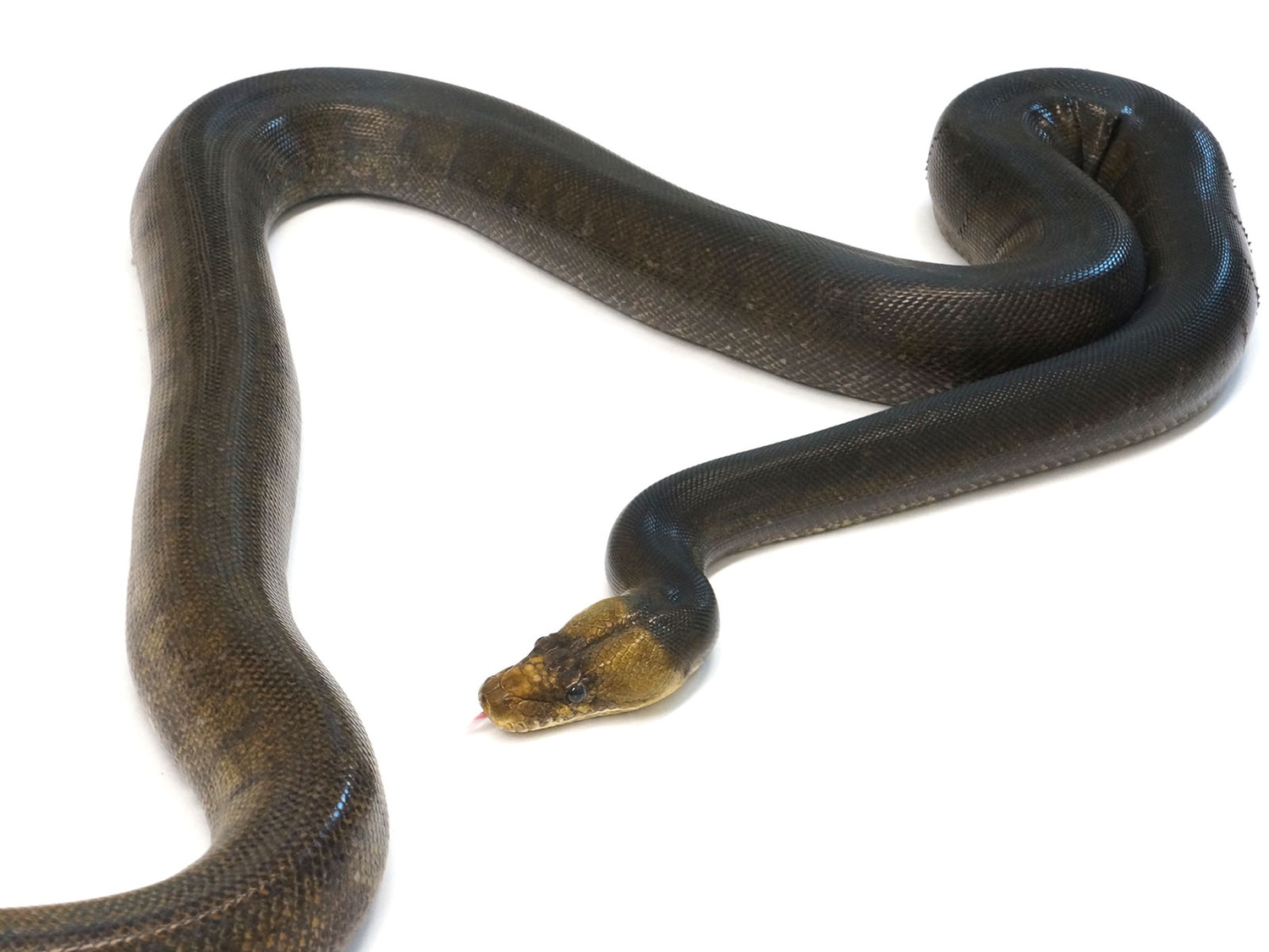 Goldenchild Orange Ghost Stripe Anthrax Reticulated Python by New ...