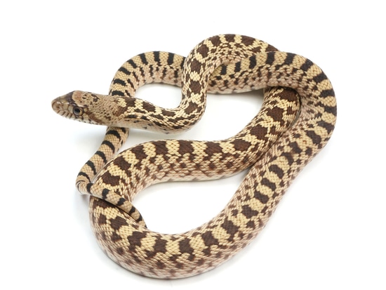 California Gopher Snake by NERD