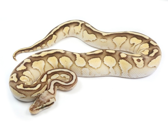 Super Pastel Bald Lucifer Ball Python by NERD