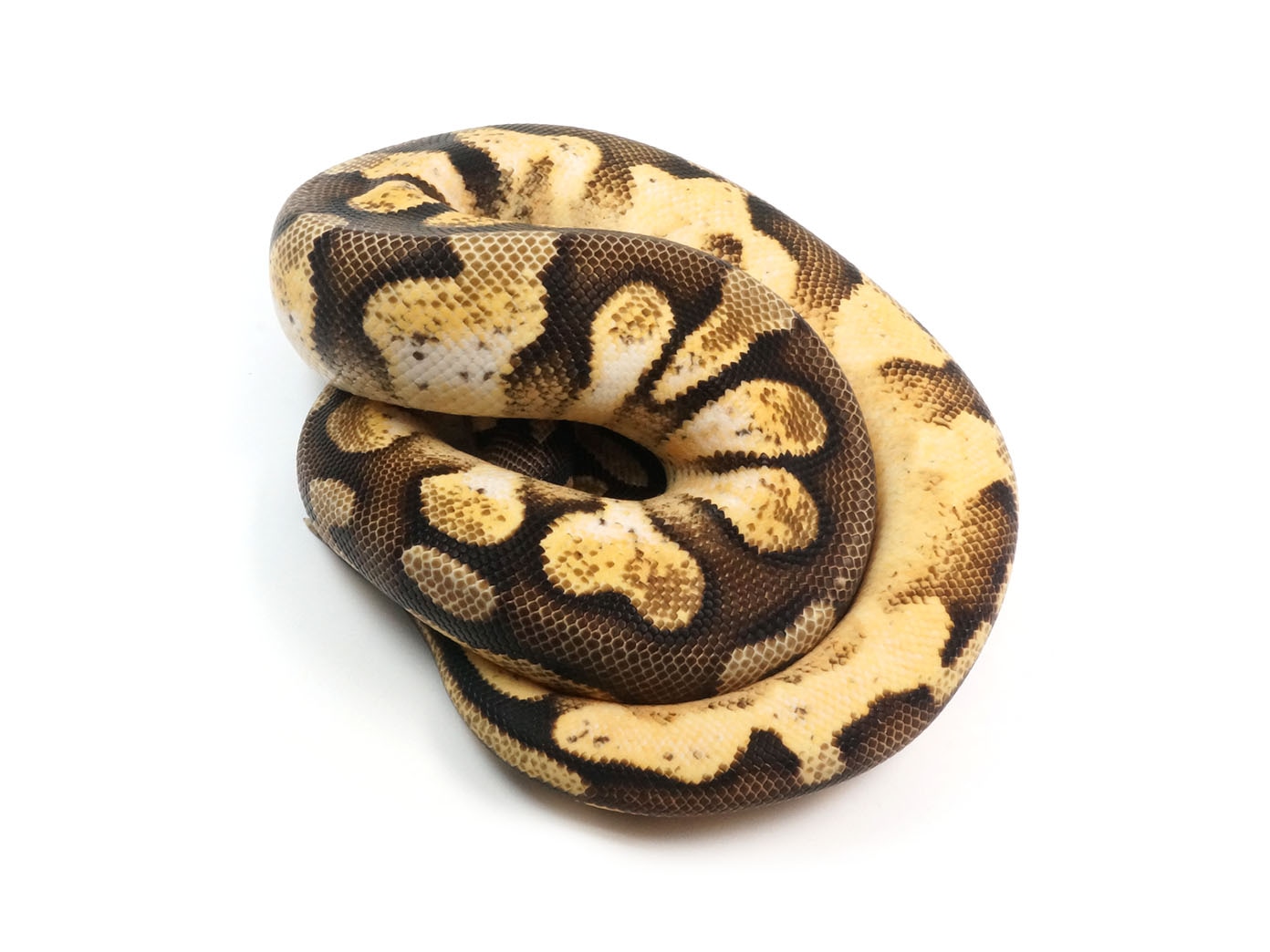 Pastel Sugar Possible Odium Ball Python by New England Reptile ...