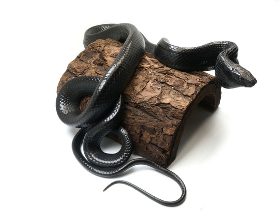 Well Established Pair Of Gonyosoma Melanistic Black Rat Snake Other Rat ...