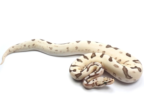 Bumble Bee Yellowbelly Lucifer Fader Ball Python by NERD