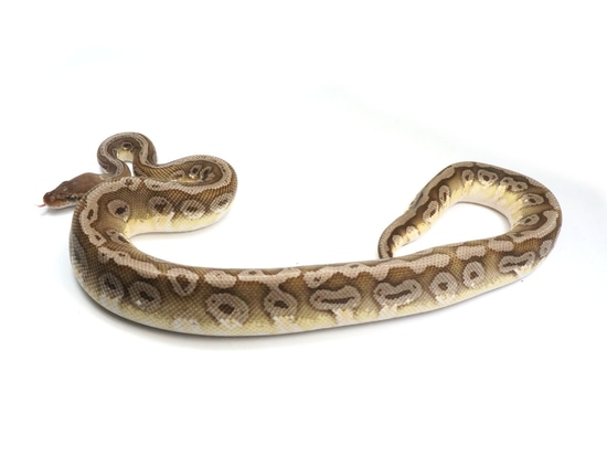 Odium Pastel Mojave Hidden Gene Woma Ball Python by NERD
