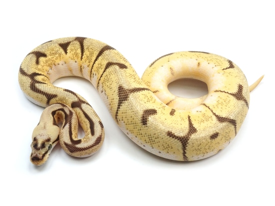Bumble Bee Enchi Bald Ball Python by NERD