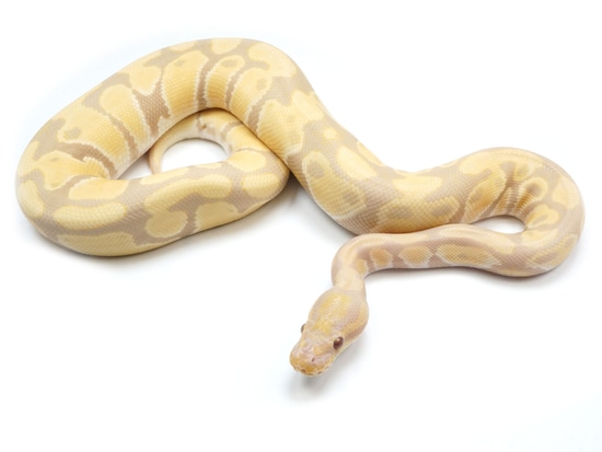 Candino From Enchi Ball Python by NERD
