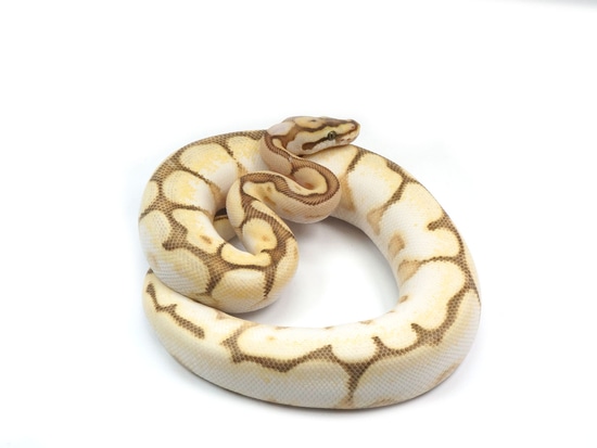 Super Bald Lesser Lucifer Yellowbelly Fader Spider Ball Python by New ...