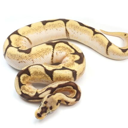 Inferno EMG Clown Ball Python by New England Reptile Distributors ...