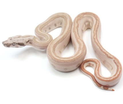 Princess Diamond Boa Constrictor by New England Reptile Distributors ...