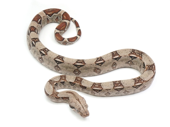 Het Lipstick Albino Boa Constrictor by New England Reptile Distributors