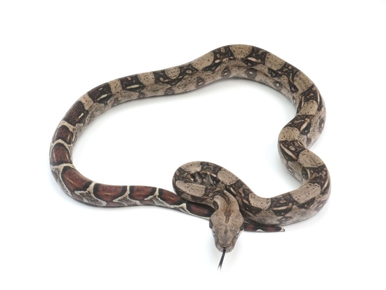 Het Lipstick Albino Boa Constrictor by New England Reptile Distributors