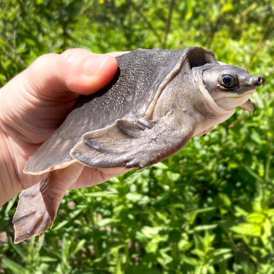 Fly River Turtles by NERD