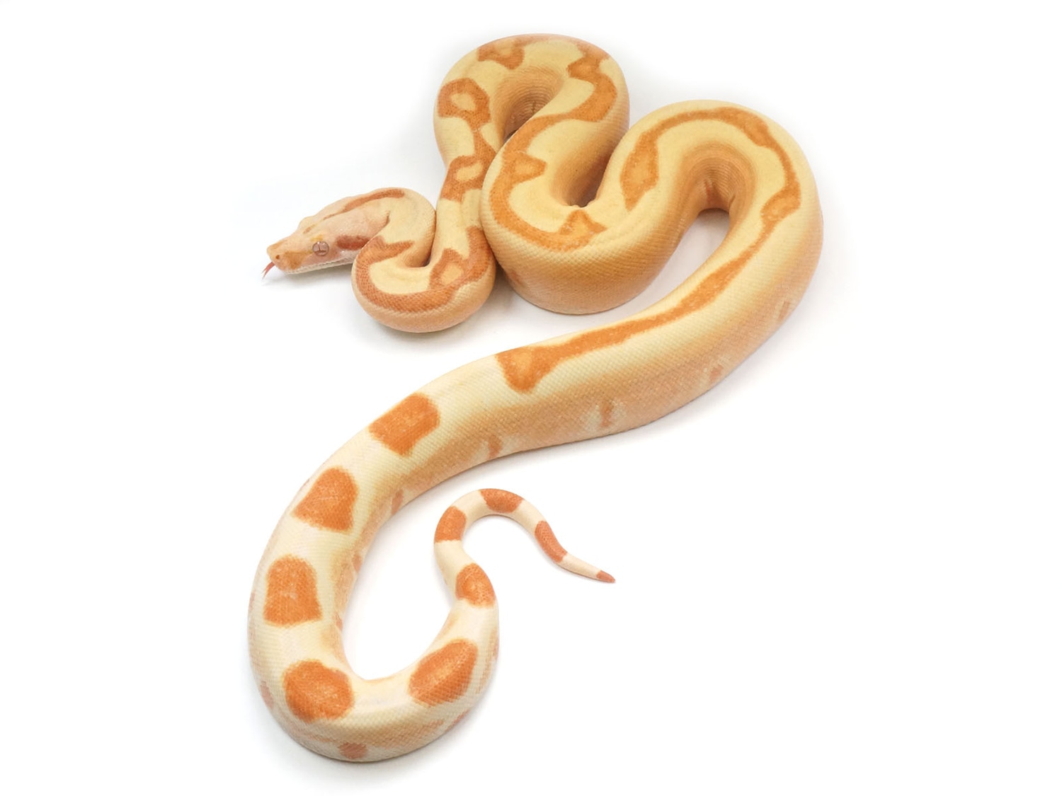 Lipstick Sunglow Jungle- WOW Boa Constrictor by New England Reptile ...