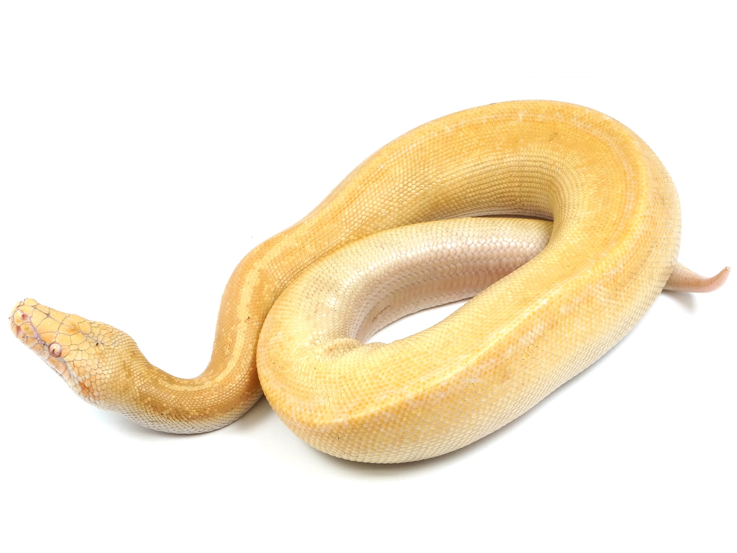 T- Albino Ivory Blood Python by New England Reptile Distributors ...